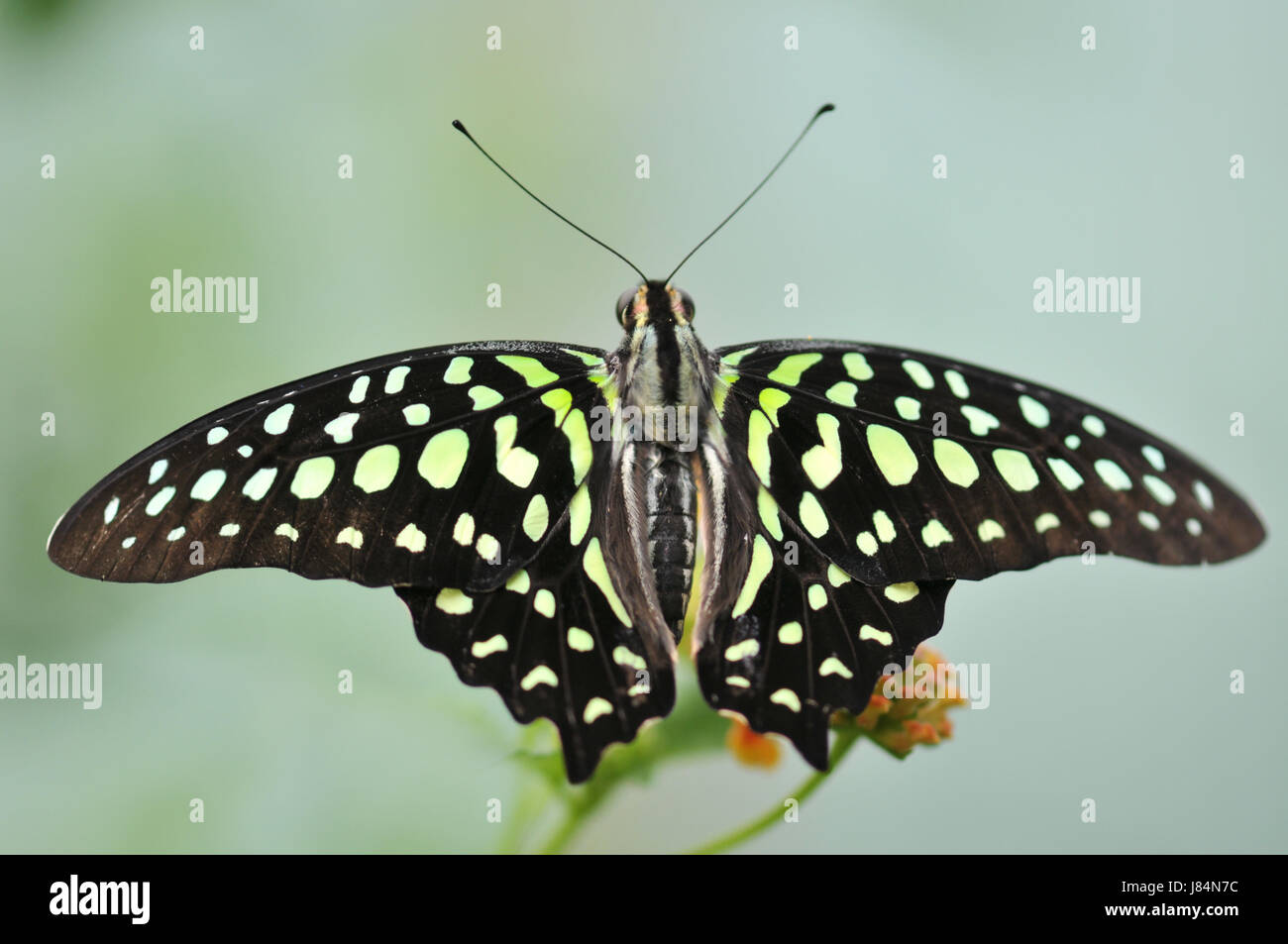 butterfly freedom liberty contrast moth chessboard insect green ...