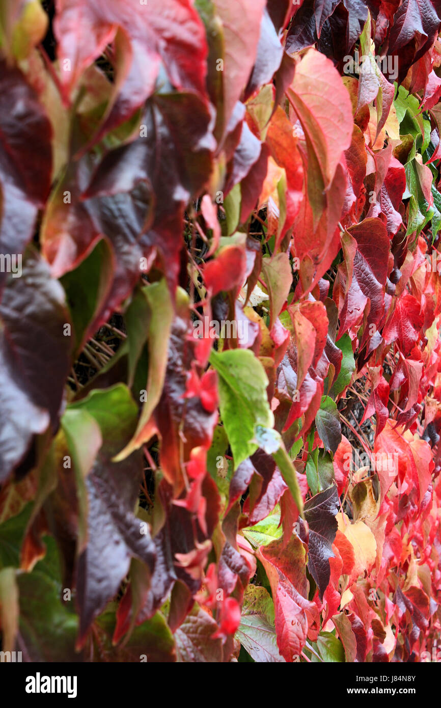 coloured colourful gorgeous multifarious richly coloured climbing plant ...