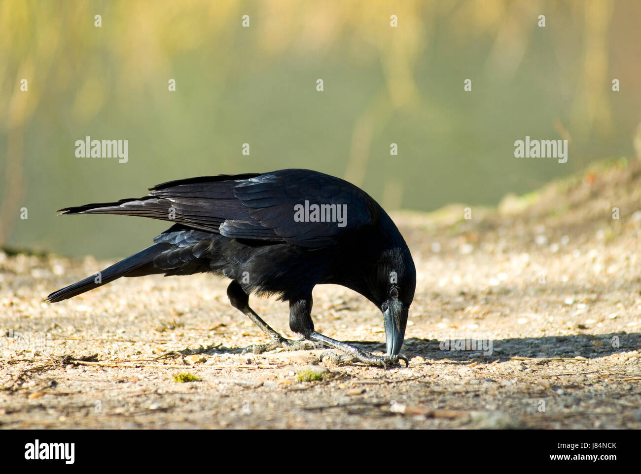 profile closeup bird foot carrion crow feather bill finger black ...