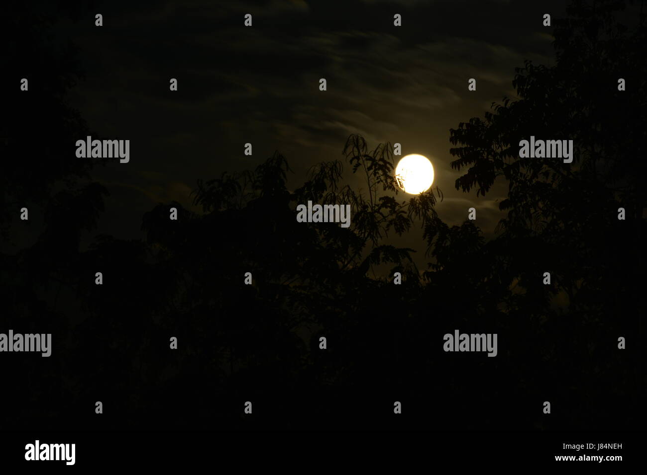 Full moon at night on the forest and so creepy and scary Stock Photo ...