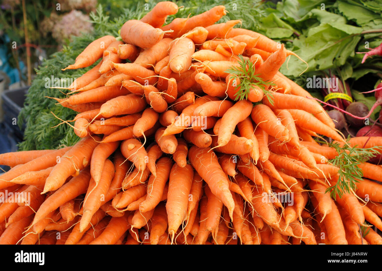 close closeup outdoor carrots bunch display organic backdrop background ...
