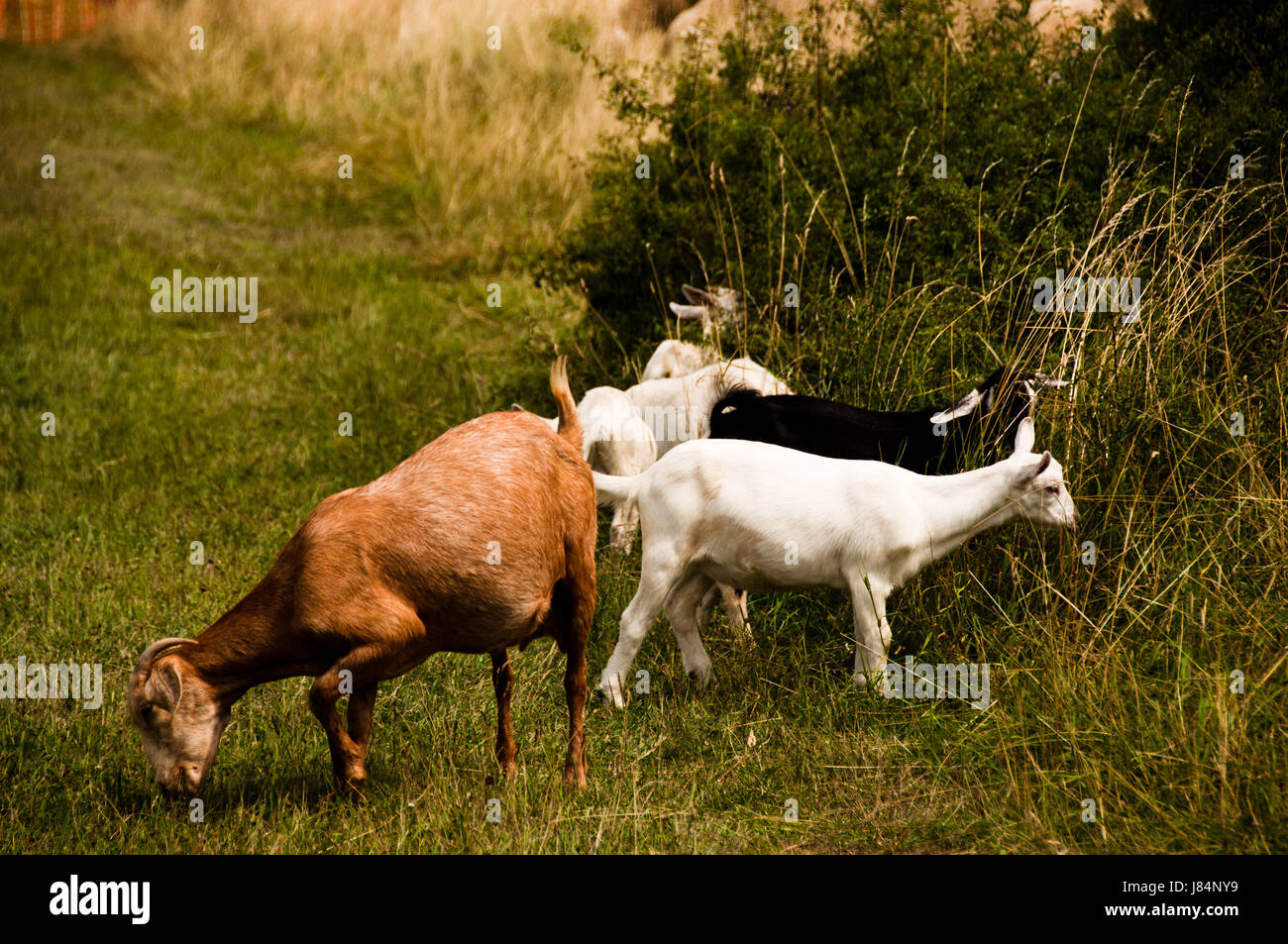 animal goat sheep livestock rural meadow grass lawn green peasant food aliment Stock Photo - Alamy