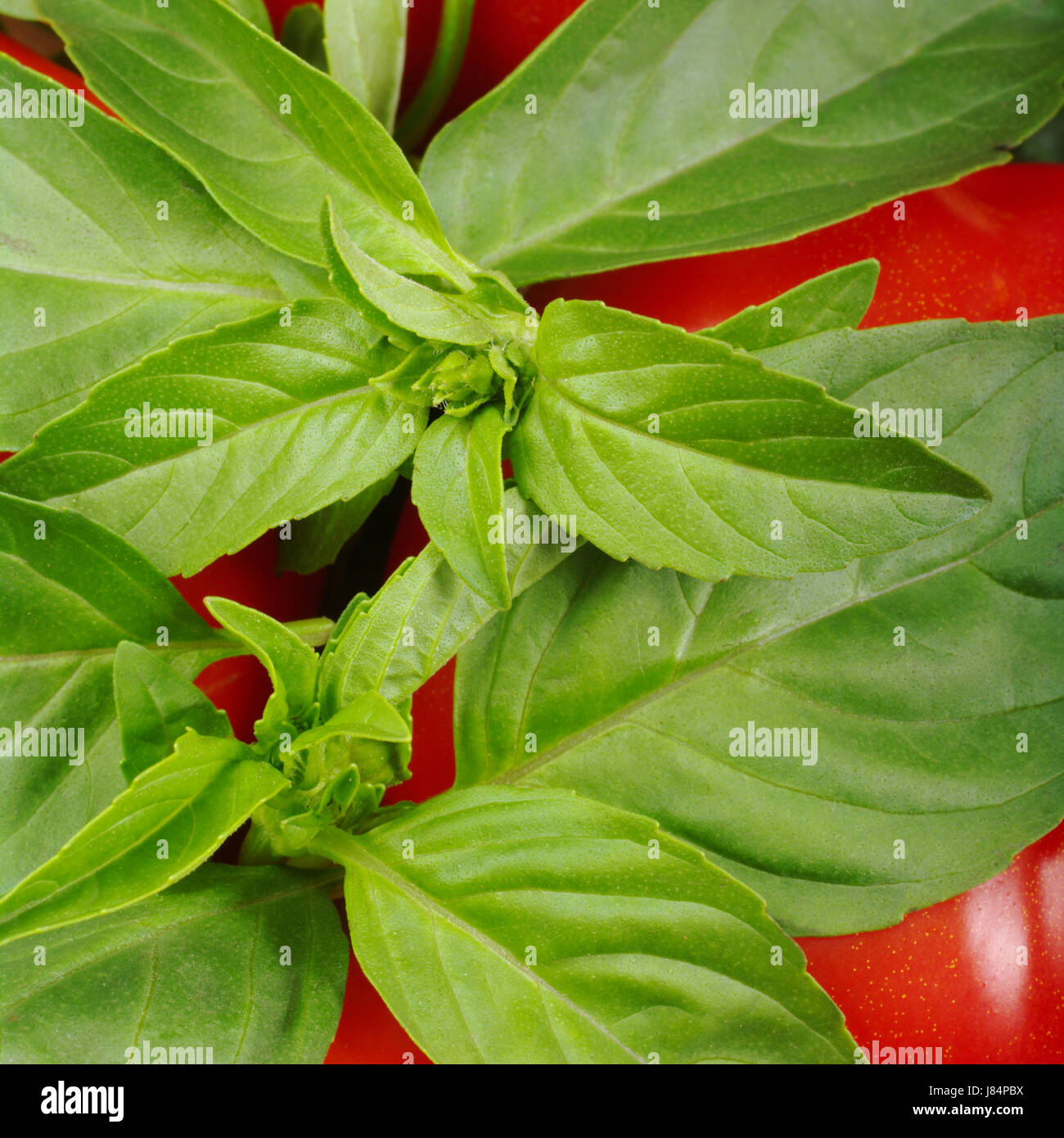 leaf boil cooks boiling cooking basil herb ingredient lawn green plant ...
