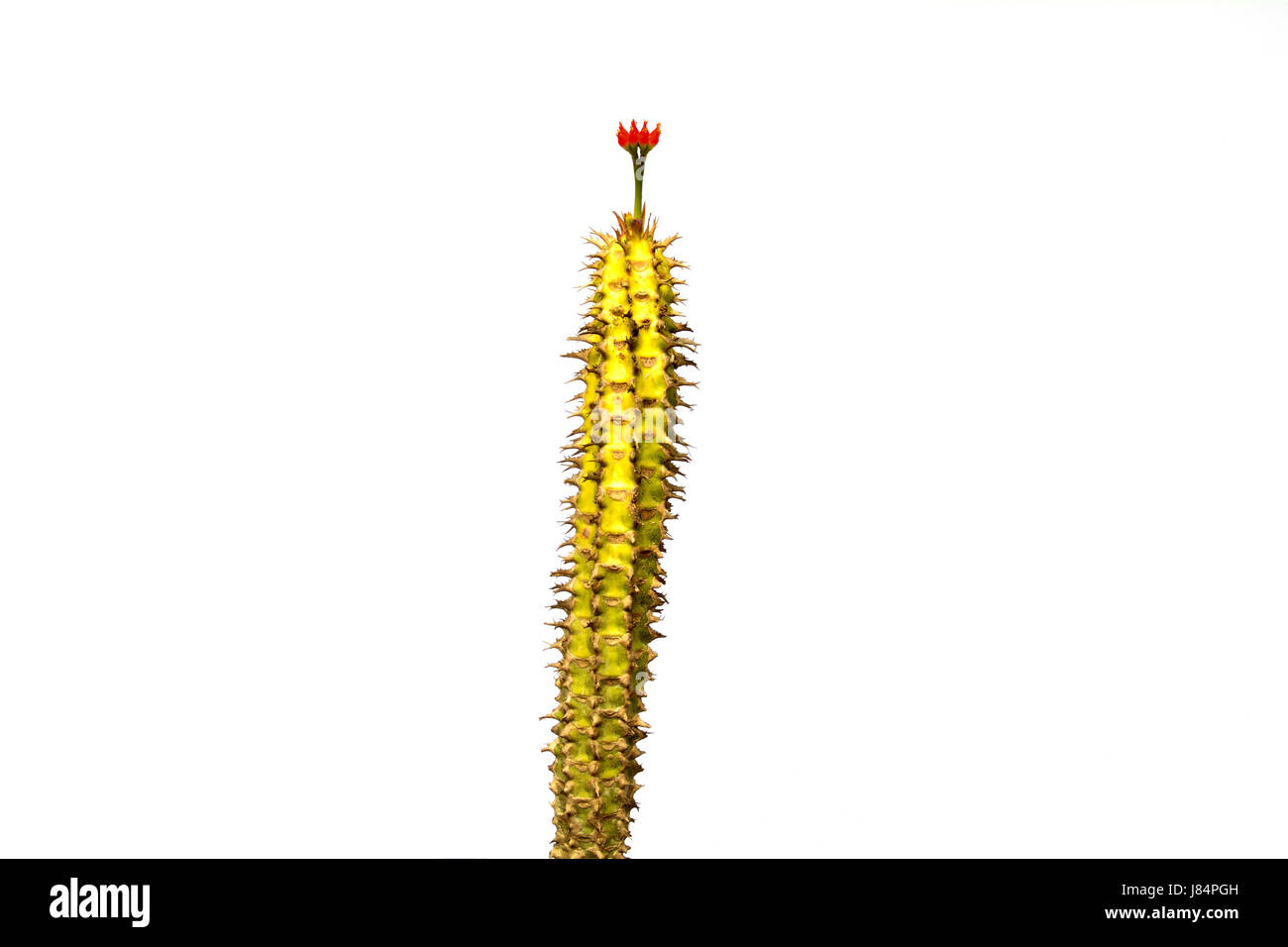 Red and brooming flower and spike of cactus isolated on white Stock ...