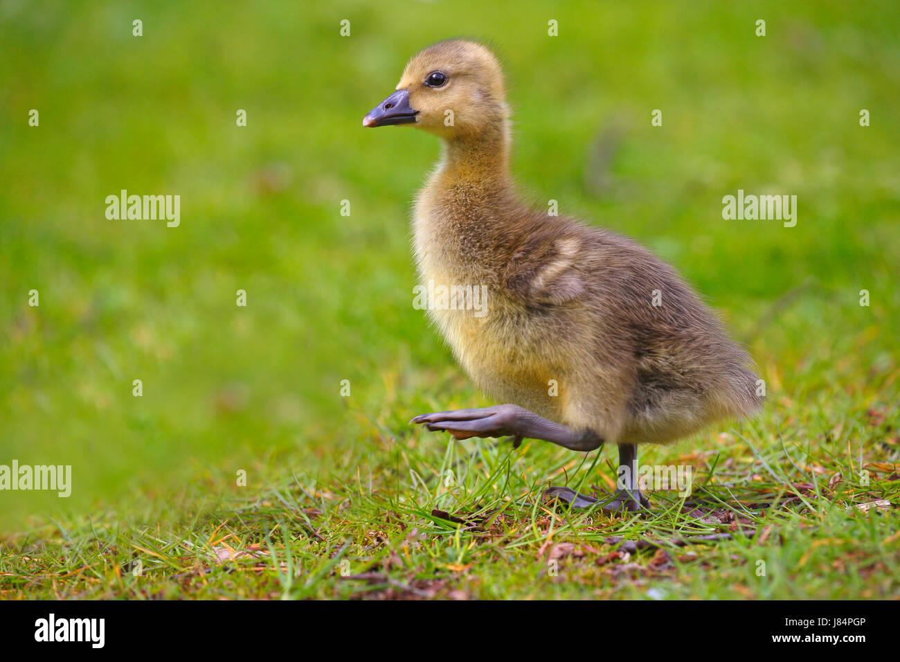 Greylag goose (Anser anser), chick running in meadow, Schleswig ...