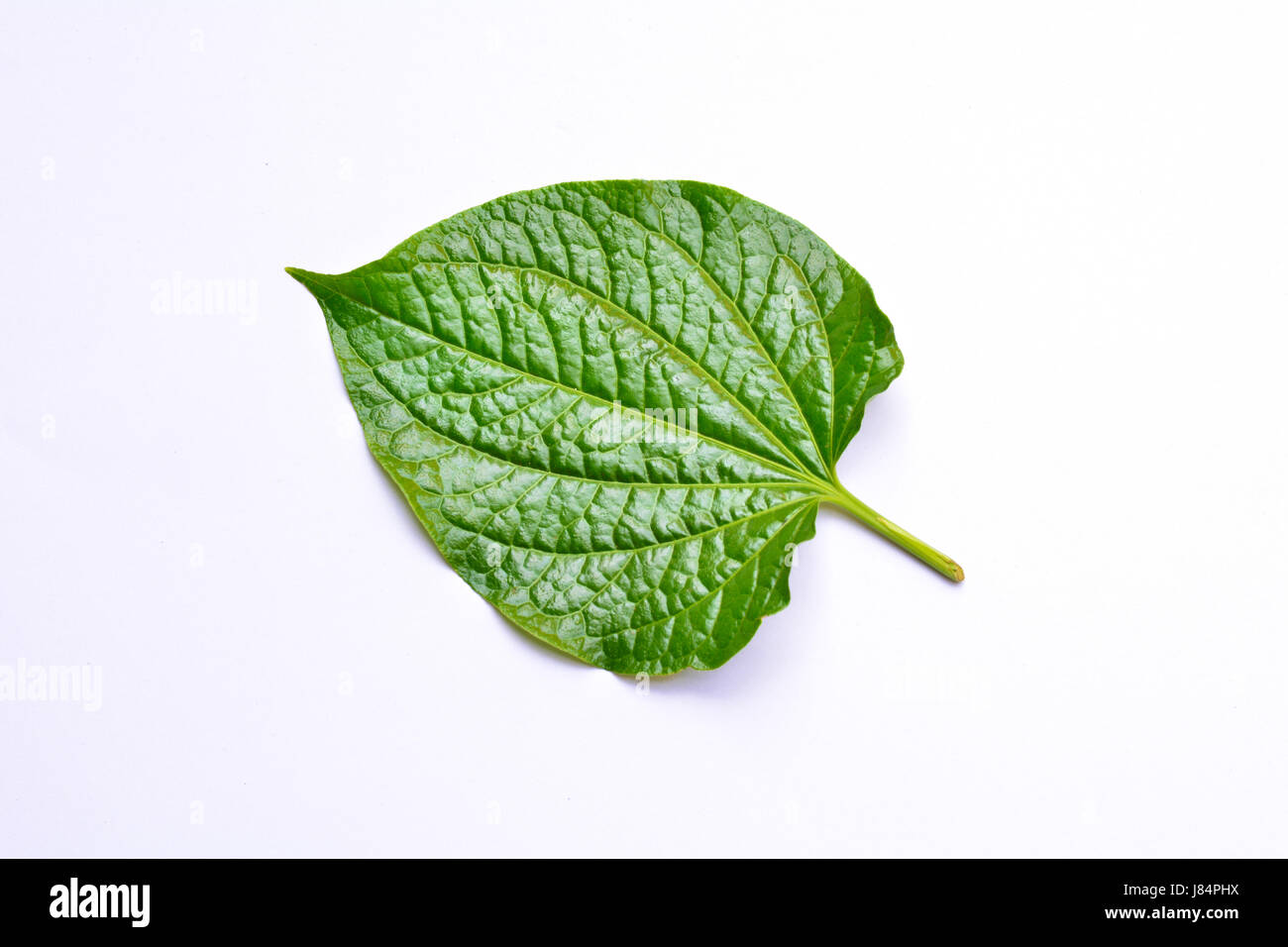 the one green leaf on white background isolate Stock Photo - Alamy