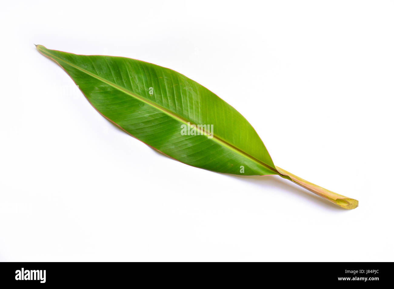 the one green leaf on white background isolate Stock Photo - Alamy