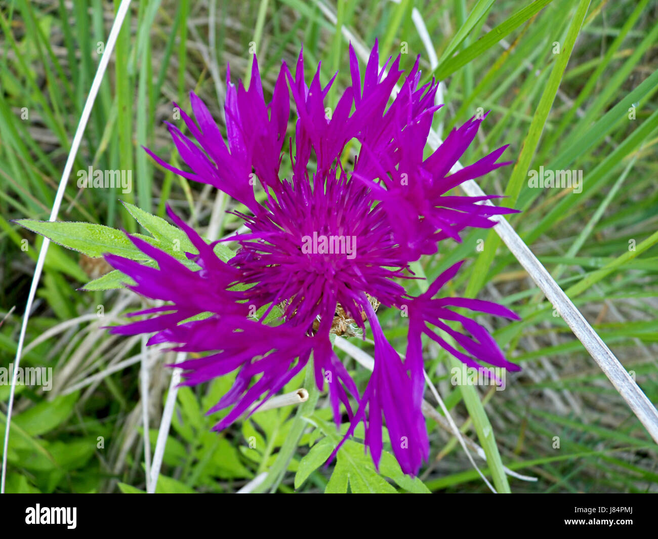 leaf flower plant bud summer flower firmament sky leaf flower plant bud ...