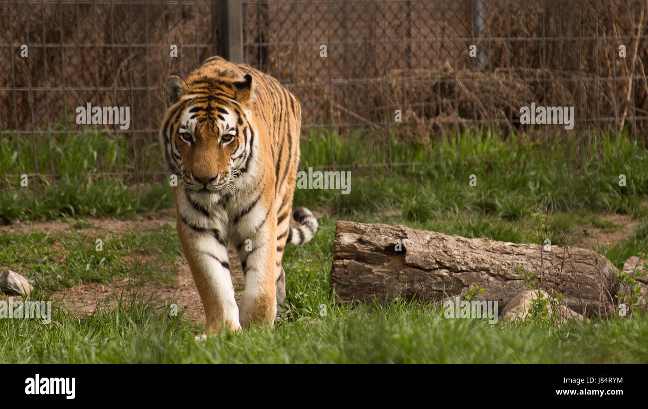 A tiger pacing around it's pen Stock Photo - Alamy