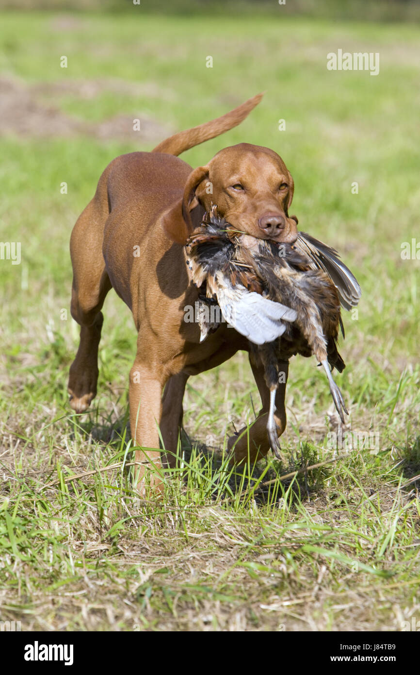 dog hunting chase animal pet mammal fauna animals hunter pets dog dogs ...