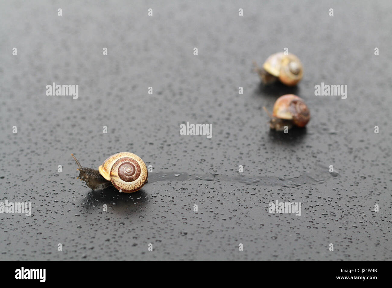 escargots snail shell antenna creep motion postponement moving movement ...