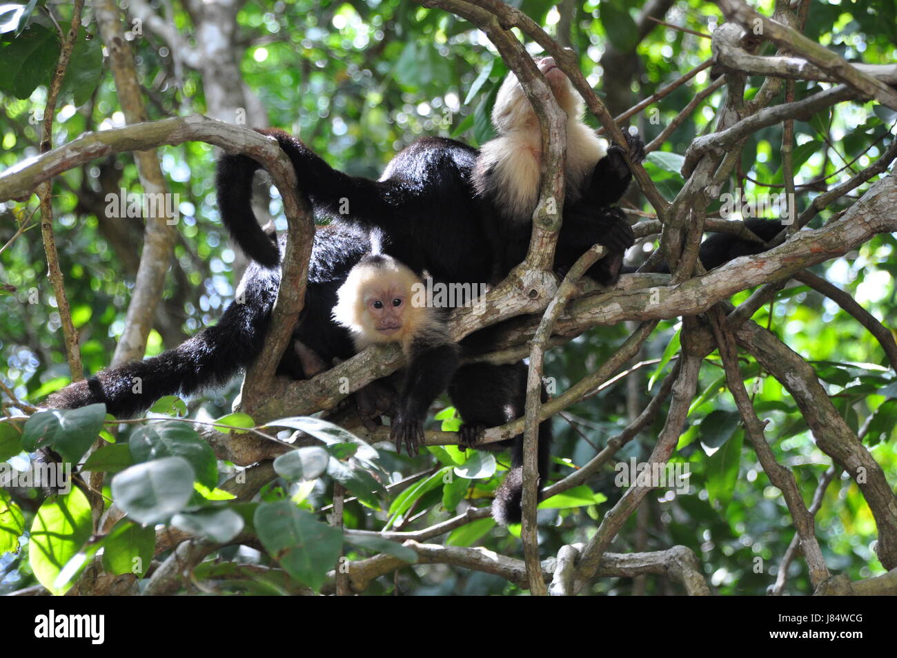 wild monkey conservation of nature learn tropical tropics eco national ...