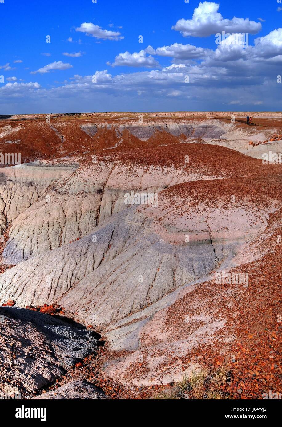 blue salt tree mountains park wood swamp decay petrified coal national ...