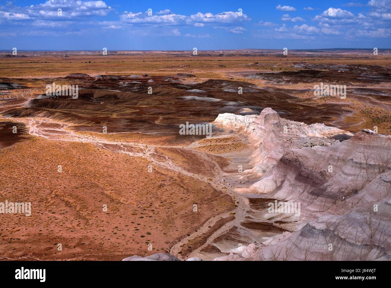 blue salt tree mountains park wood swamp decay petrified coal national ...