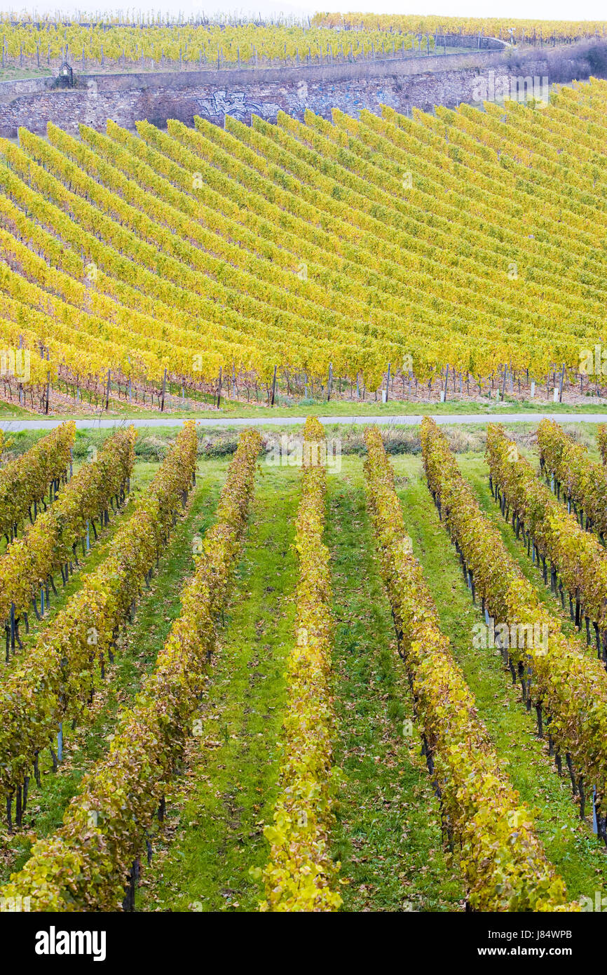 travel agriculture farming vineyards europe autumnal vineyard germany ...
