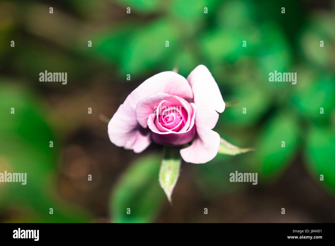 Rose color hi-res stock photography and images - Alamy