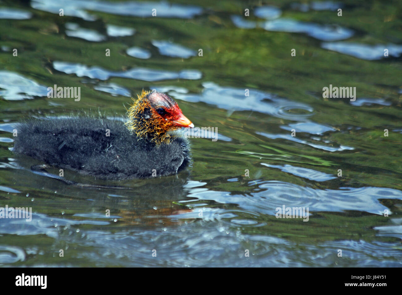 waters waterfowls dive waterfowl young animal chick waters waterfowls ...