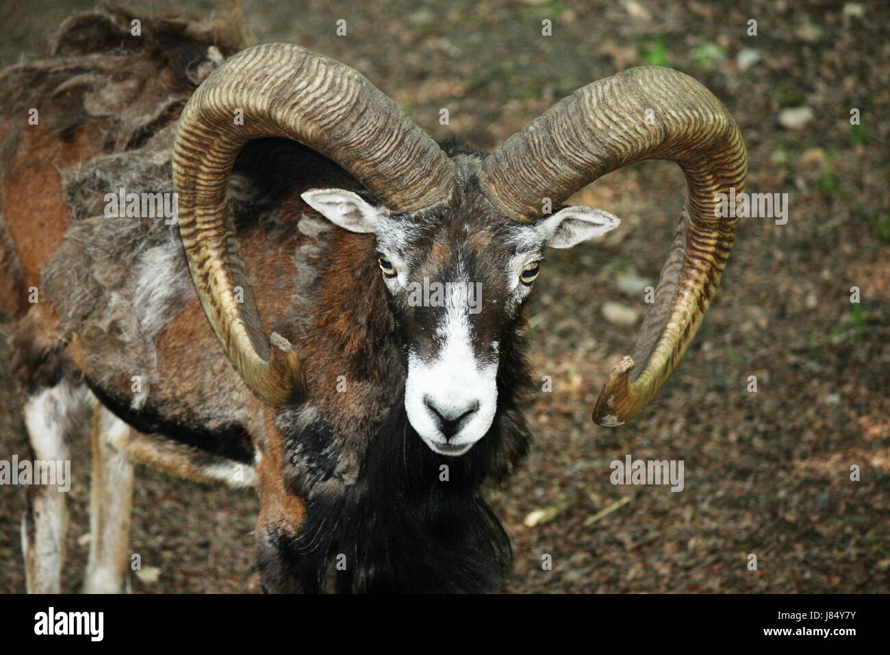 animal wild animal animal portrait buck horn animal portrait cornets ...