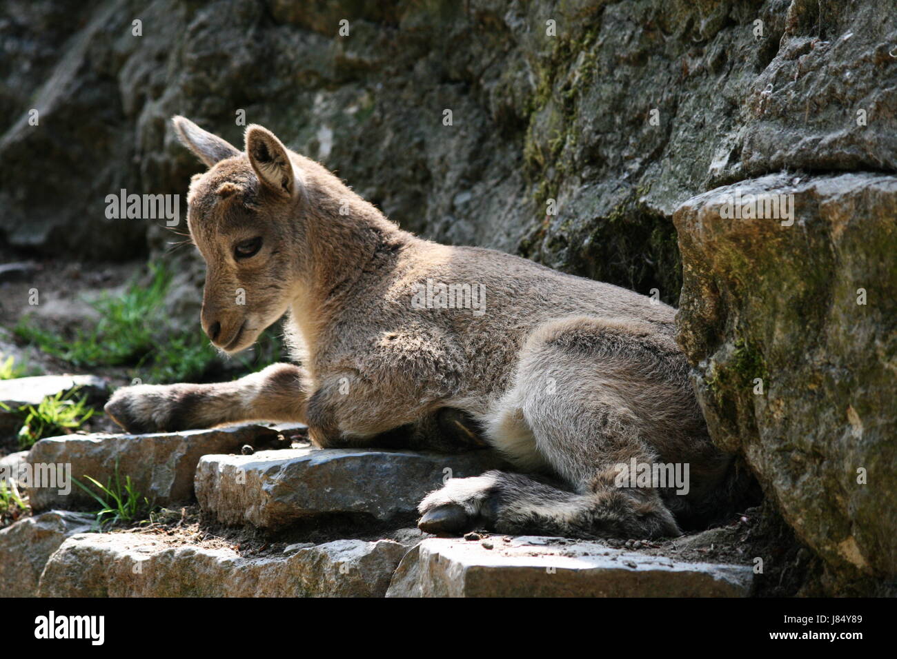 capricorn bouquetin stone animal animals lie lying lies rock cub baby ...