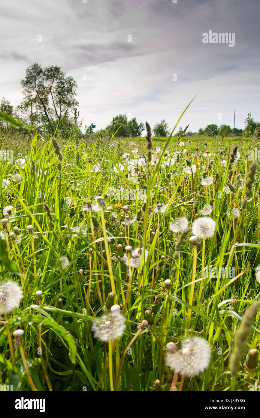 horizon flower plant bloom blossom flourish flourishing shine shines ...