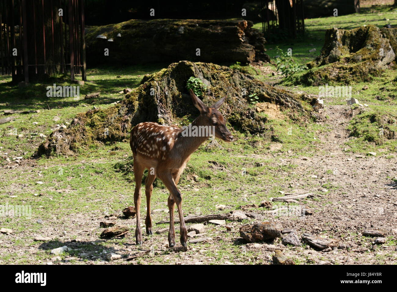 deer stag hart stag animal wild animals young animal wild animal deer ...