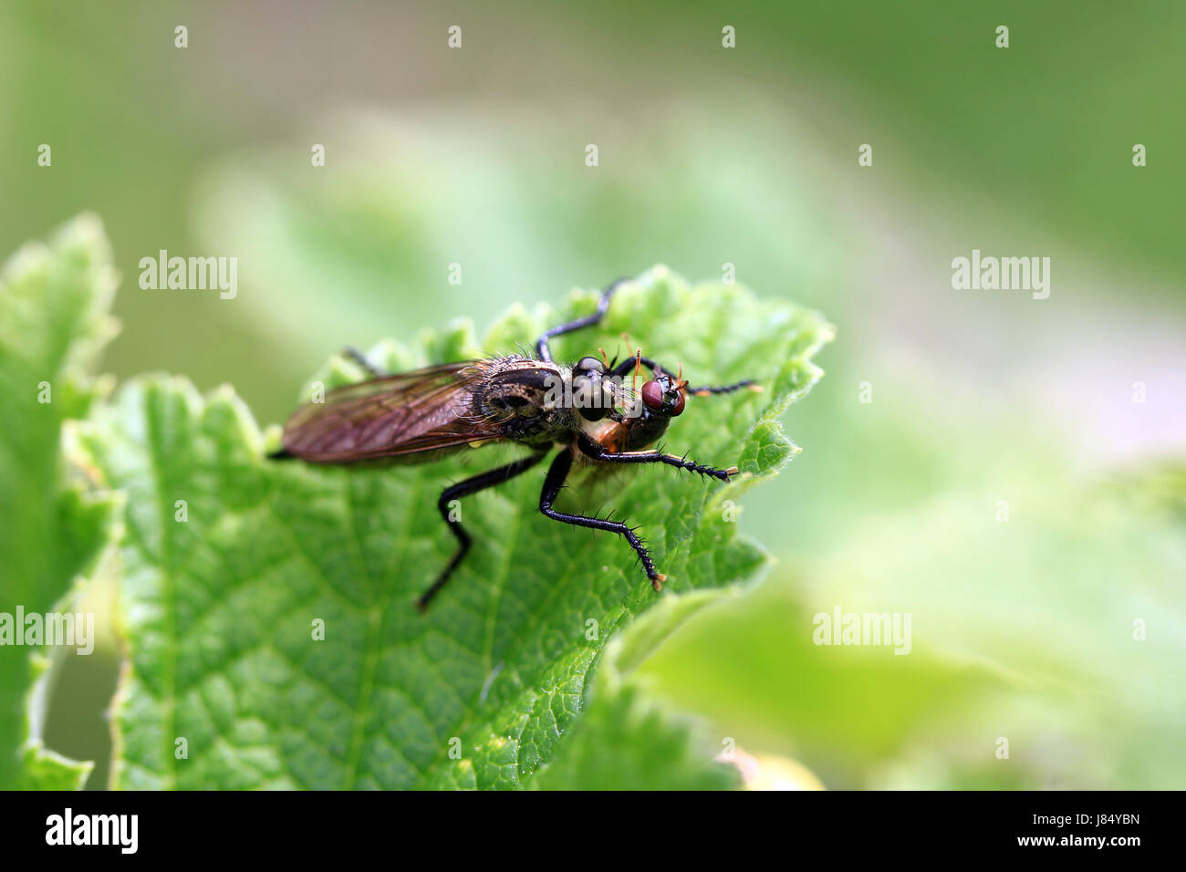 fly eating fly Stock Photo - Alamy