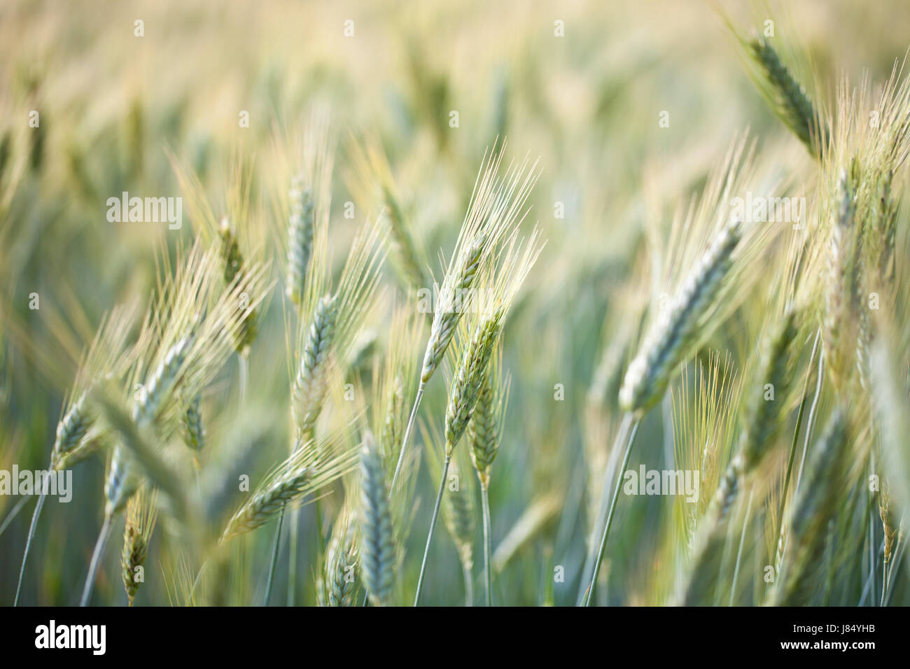 agriculture farming field wheat corn nature food aliment environment ...