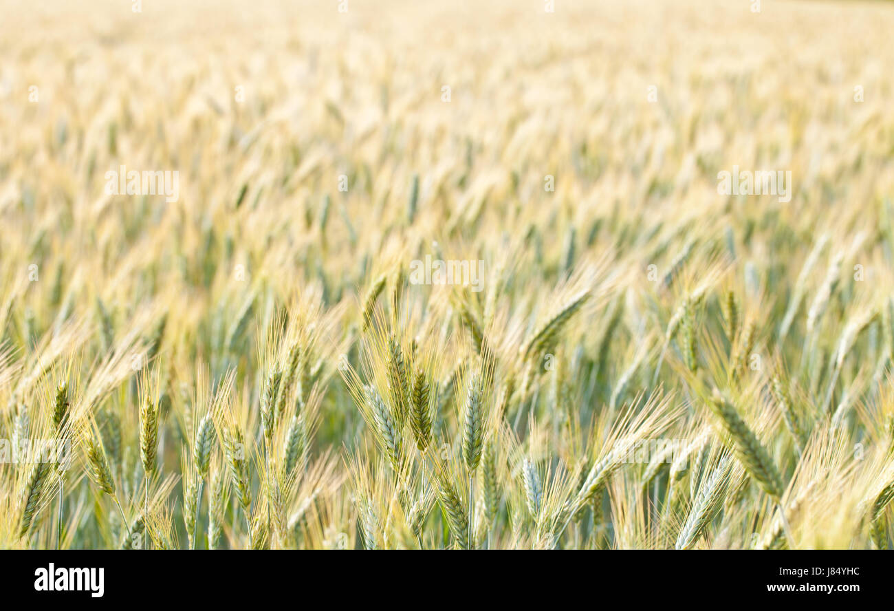 agriculture farming field wheat corn nature food aliment environment ...