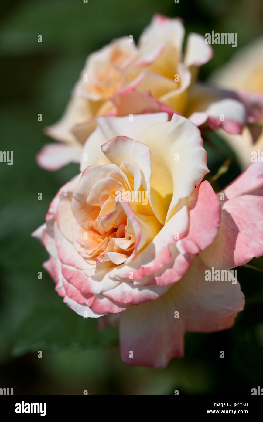 garden flower rose plant bloom blossom flourish flourishing romanticism ...
