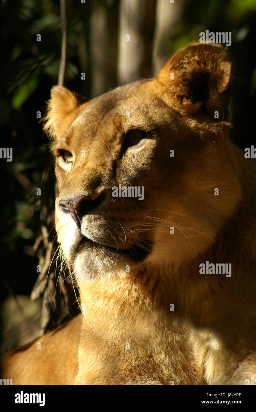 female lion cat big cat feline predator wildlife lioness female closeup ...