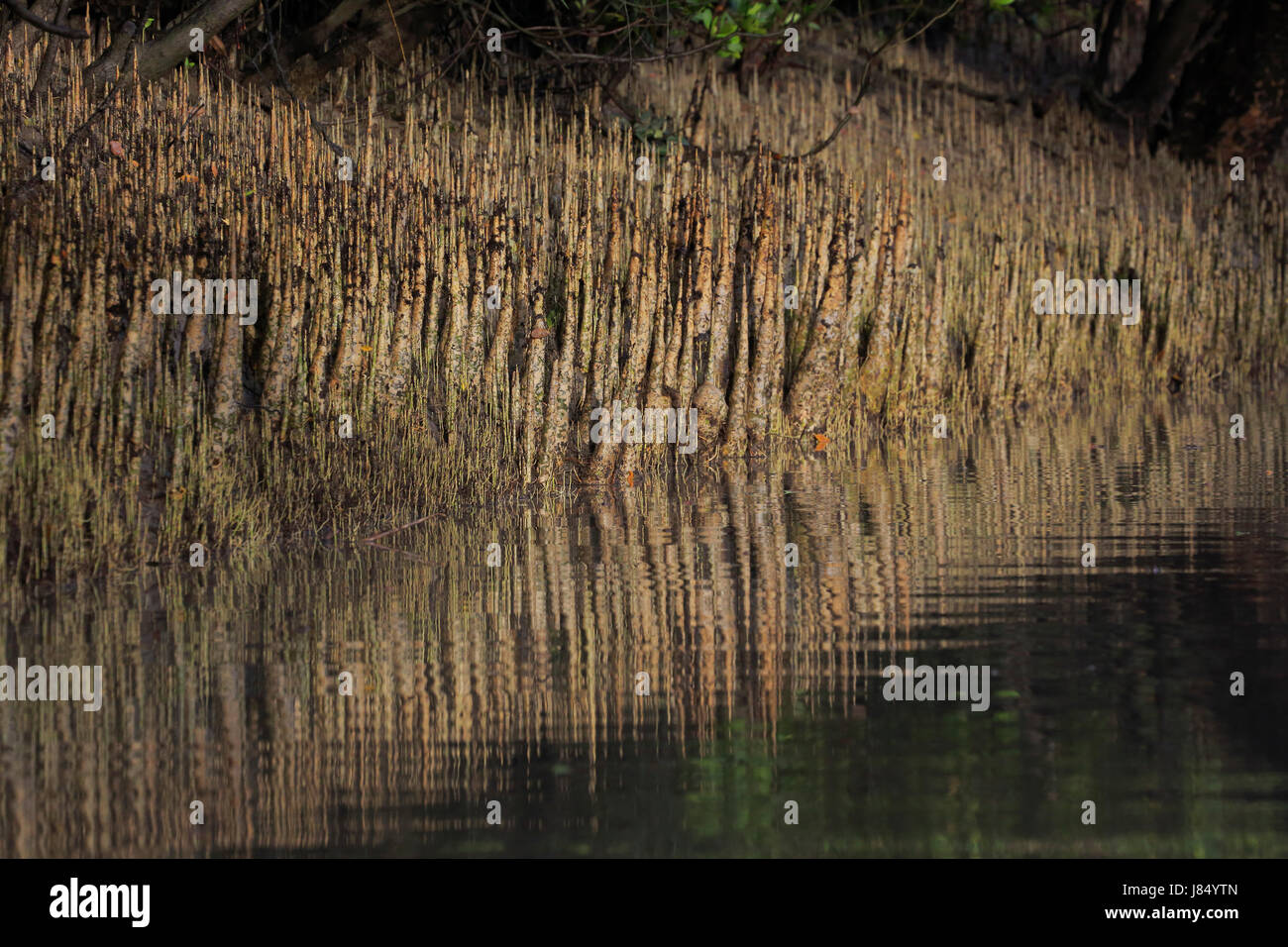 Sundarbans Mangroves Stock Photos & Sundarbans Mangroves Stock Images ...