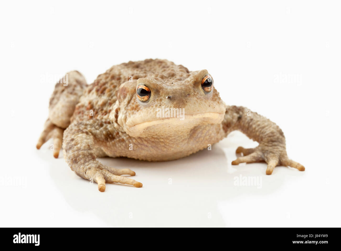 Brownish toad hi-res stock photography and images - Alamy
