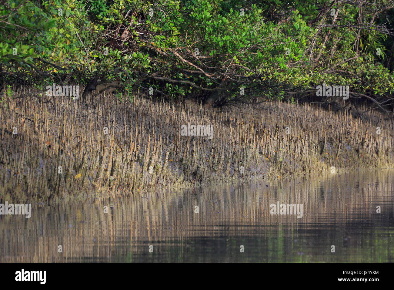 Respiratory Roots Mangrove