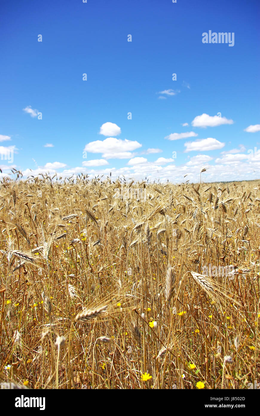 bread agriculture farming field grain wheat landscape scenery ...