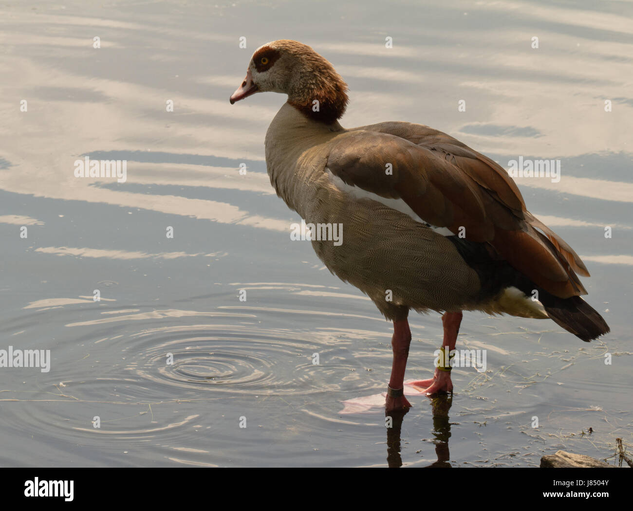 bird birds alertness water nature wait waiting bird brown brownish ...