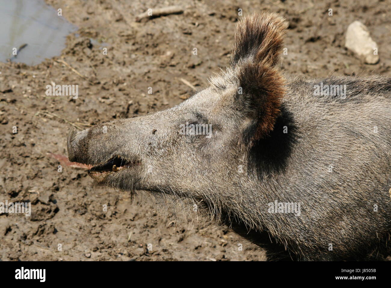 wild boar pig wild animal animal animals skin wild boar pig pigs wild ...