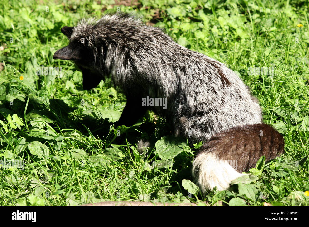 fox animal mammal animals skin mammals long hairs fox lurk put sitting ...