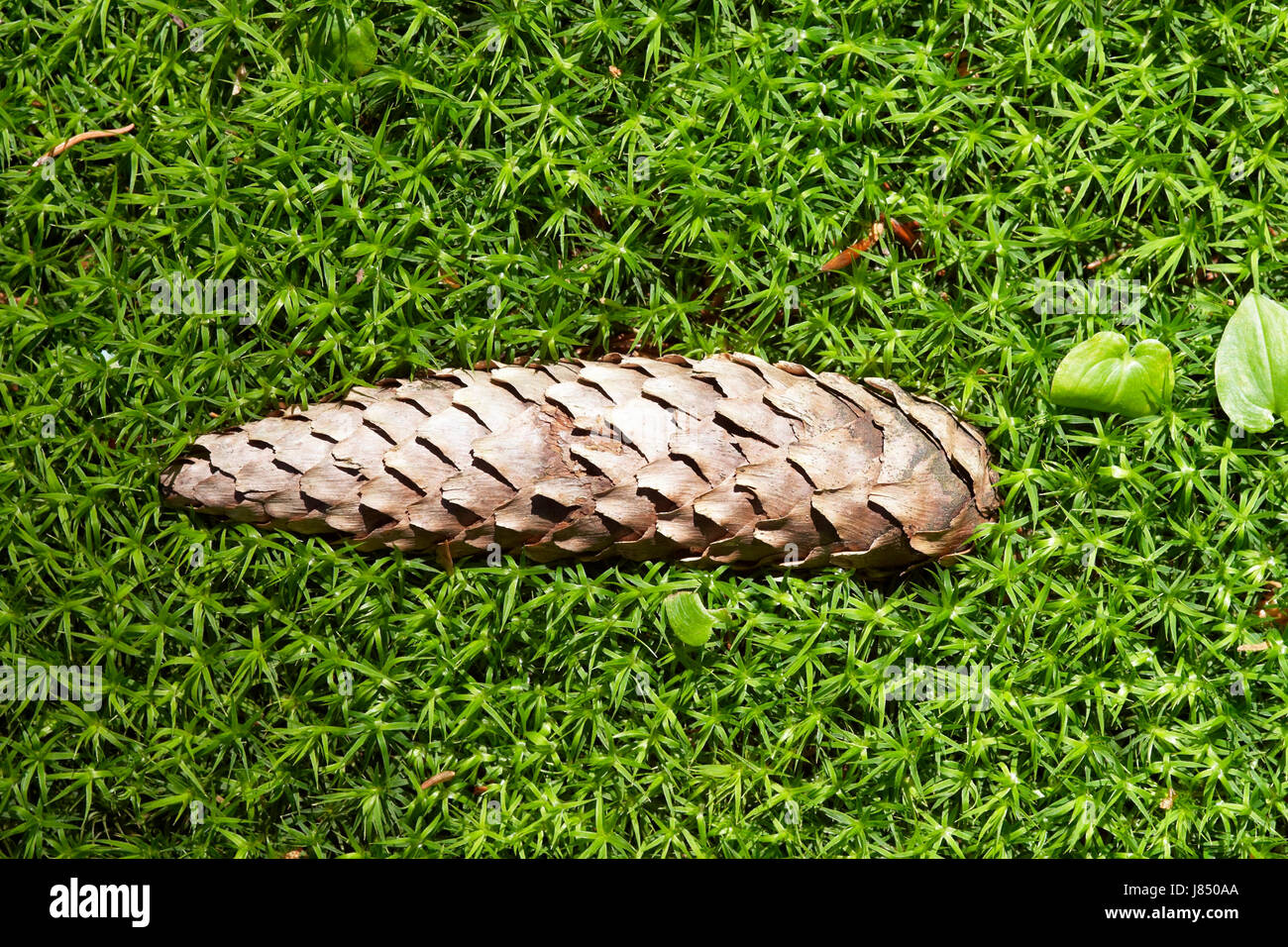 detail closeup moss cone nature detail closeup leaves moss cone foliage ...