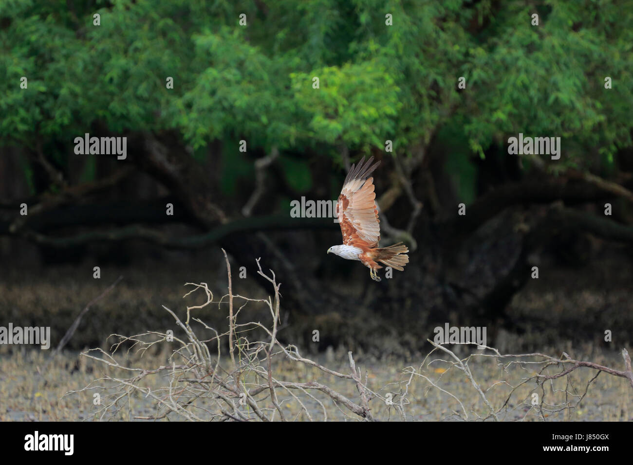 Brahminy kite haliastur indus in hi-res stock photography and images ...