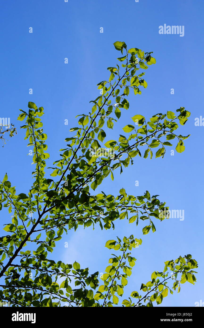 branch elm leaves foliage leaf green leaves deciduous tree deciduous ...