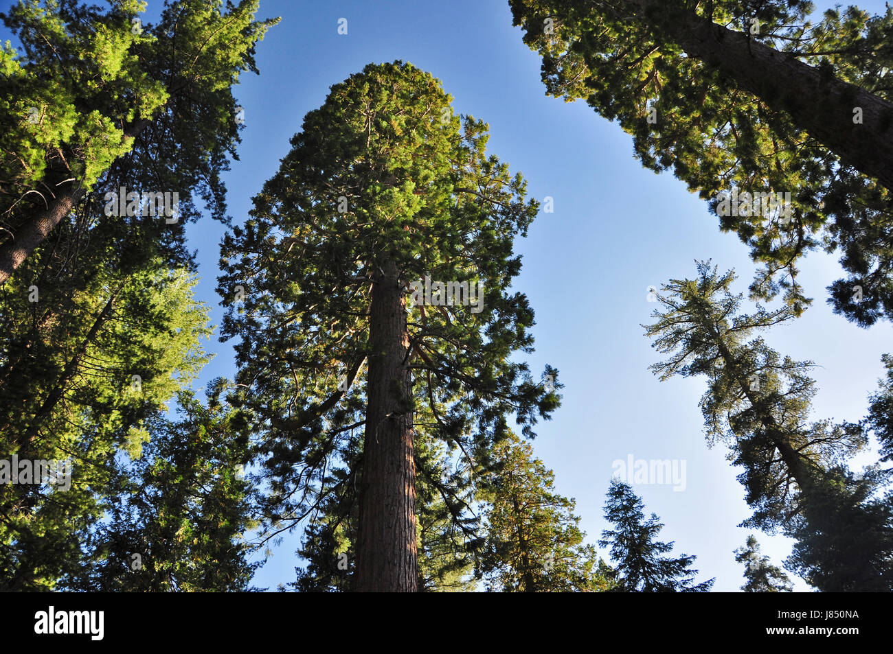 big large enormous extreme powerful imposing immense relevant tree ...