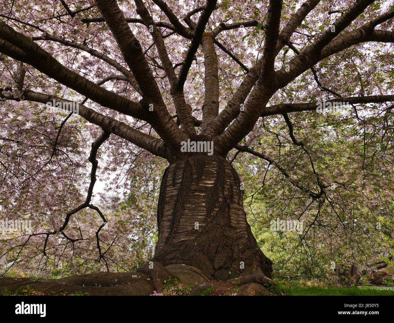 Christchurch botanic gardens hi-res stock photography and images - Alamy