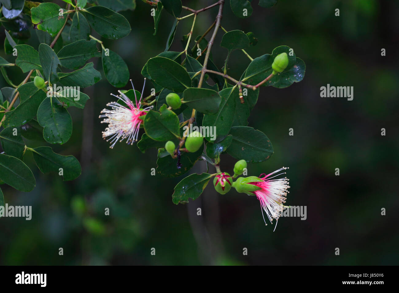 Ora flowers (Sonneratia caseolaris), also known as mangrove apple or ...
