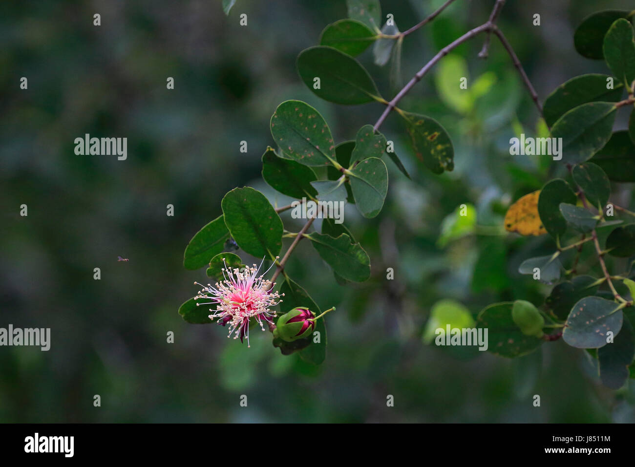 Sonneratia plant hi-res stock photography and images - Alamy