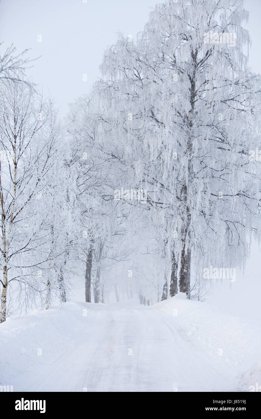 blue walk go going walking tree garden ride winter cold snow coke ...