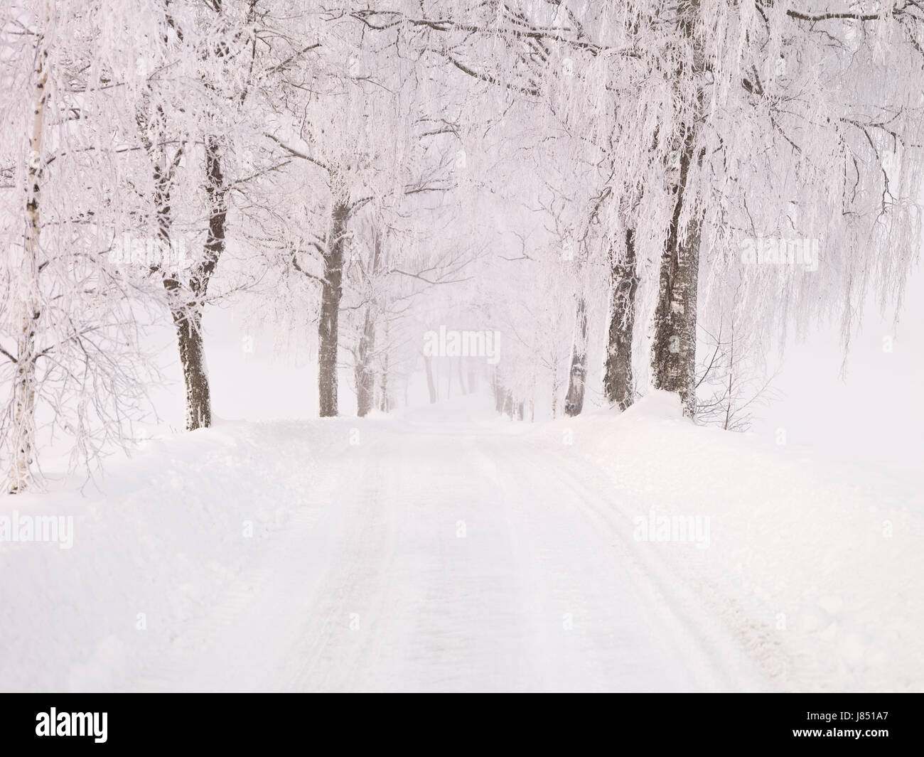 blue walk go going walking tree garden ride winter cold snow coke ...