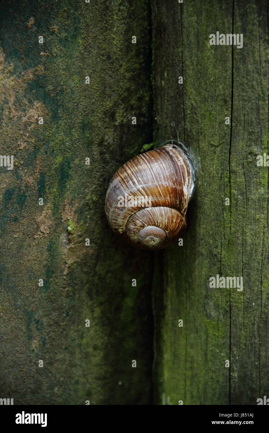 sleep sleeping snail edible snail snail shell hiding-place stealthy ...