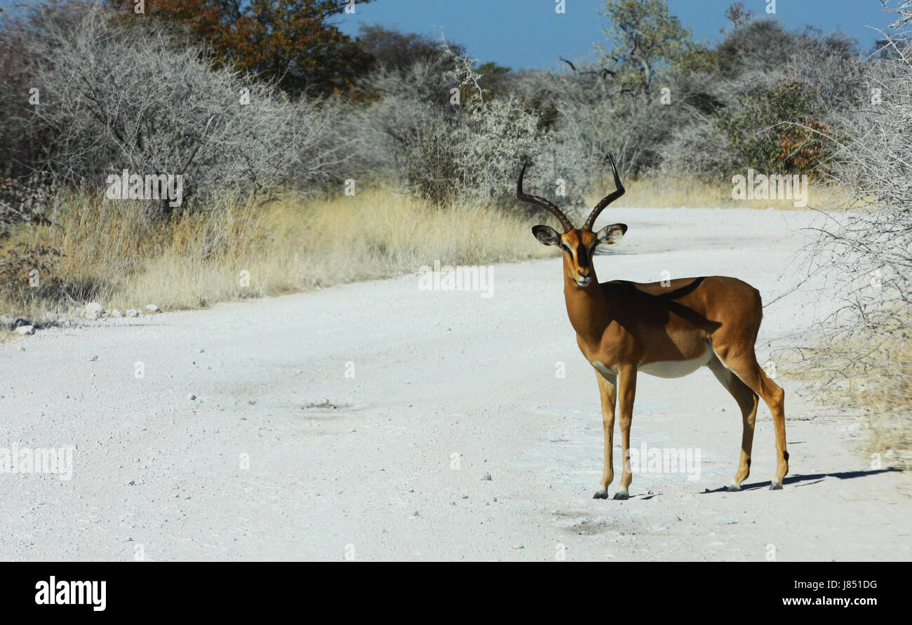 park wild africa namibia face black swarthy jetblack deep black ...