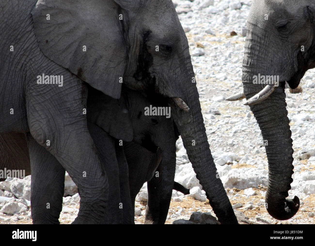 protected sheltered environment enviroment animal mammal africa ...
