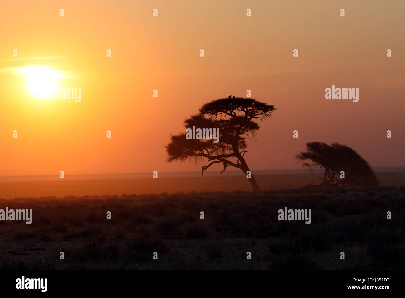 protected sheltered environment enviroment tree trees sunset africa ...